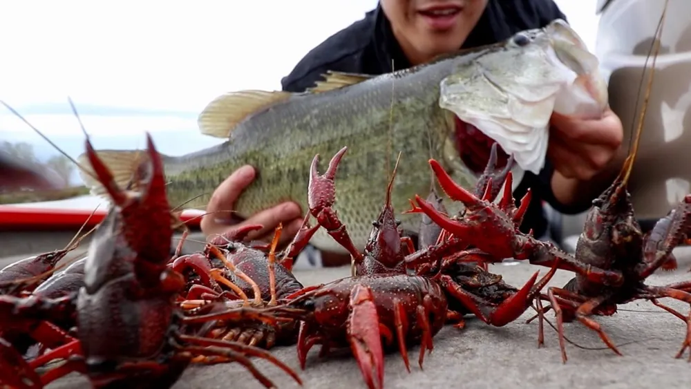 Fiska kräftor - Allt du behöver veta