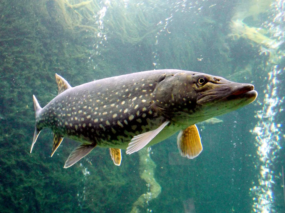 Gädda: Fakta och fisketips för att fånga gädda