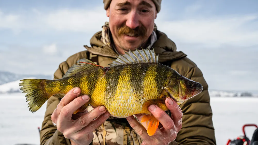 Abborre: Bästa teknikerna för att fiska abborre
